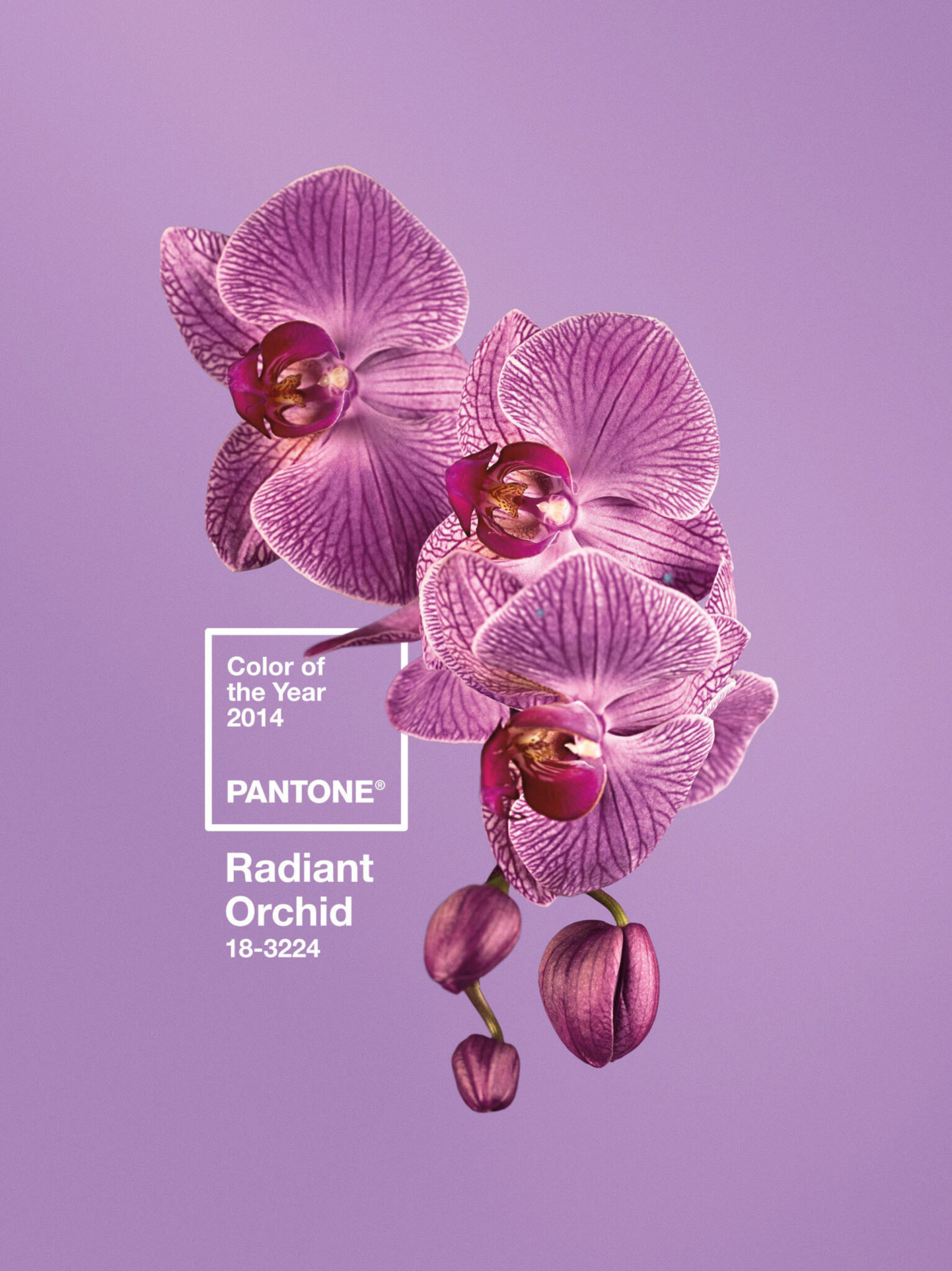 Pantone kleur van het jaar: Radiant Orchid | Orchids Info