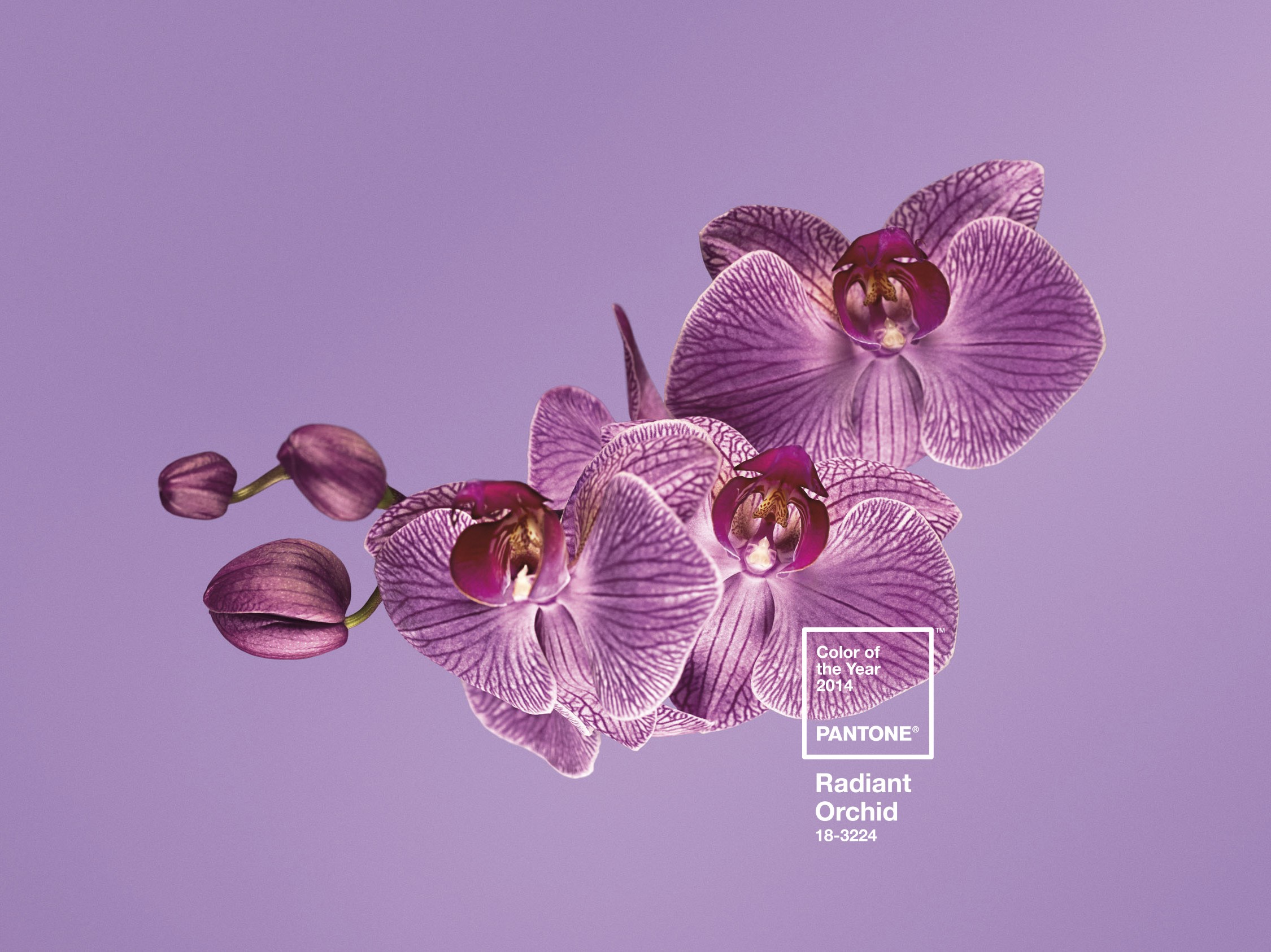 Pantone kleur van het jaar: Radiant Orchid | Orchids Info