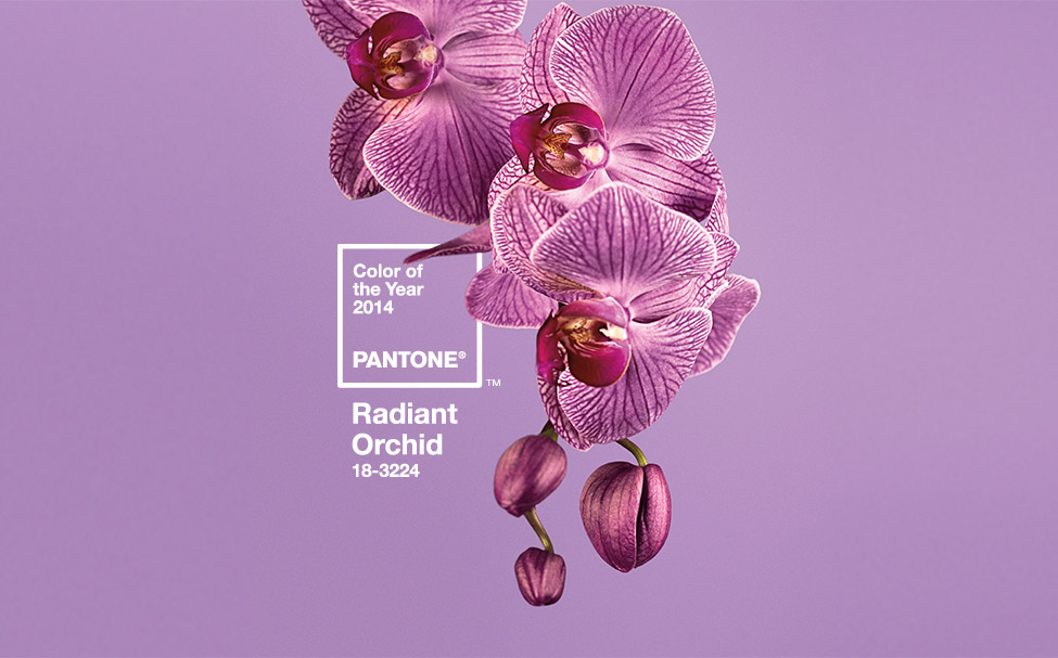 Pantone Radiant Orchid | Orchids Info