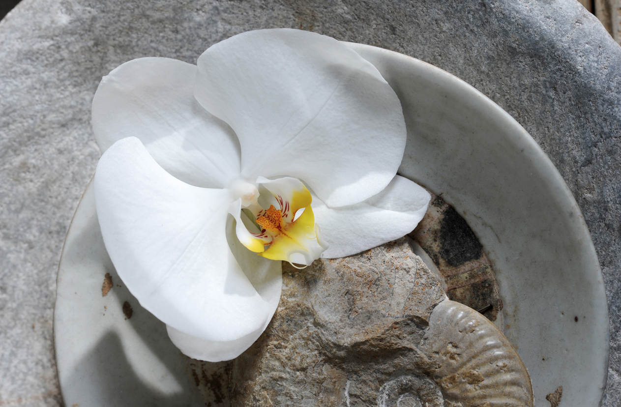 Bedeutung Der Orchidee