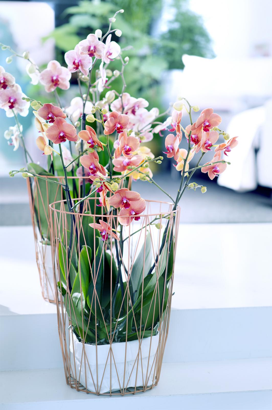 Orchidee soorten: dit zijn de 11 meest bekende orchideeën