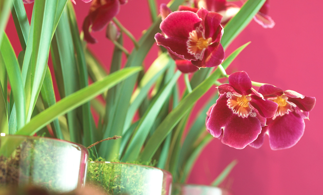 Miltonia | Orchids Info