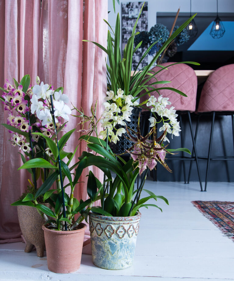 Bring the outdoors in with orchids in autumn colours