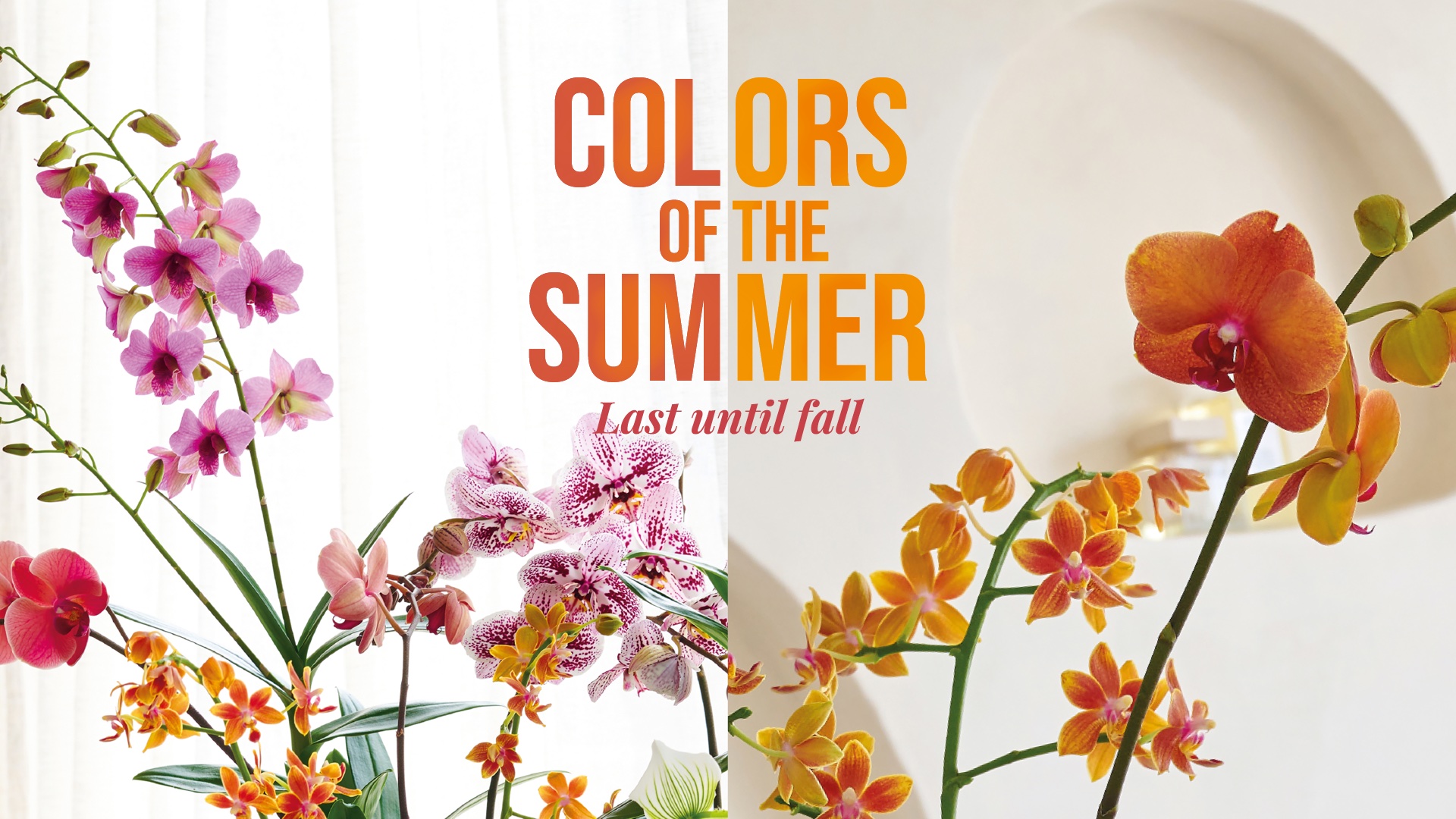 Orchids: colors of the summer