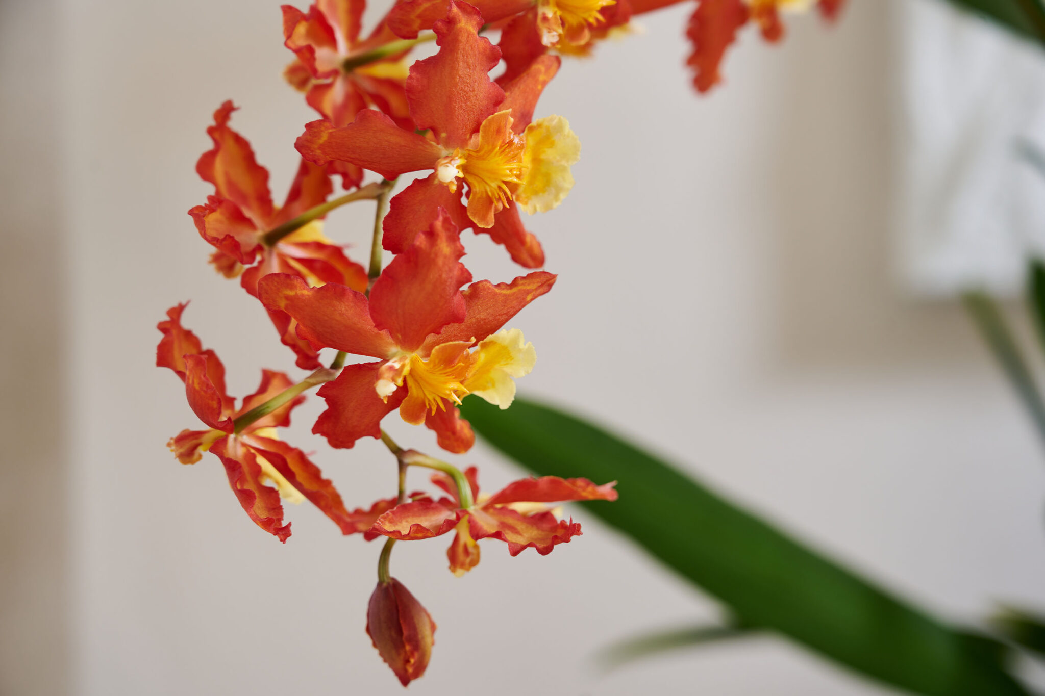 Orchids: colors of the summer