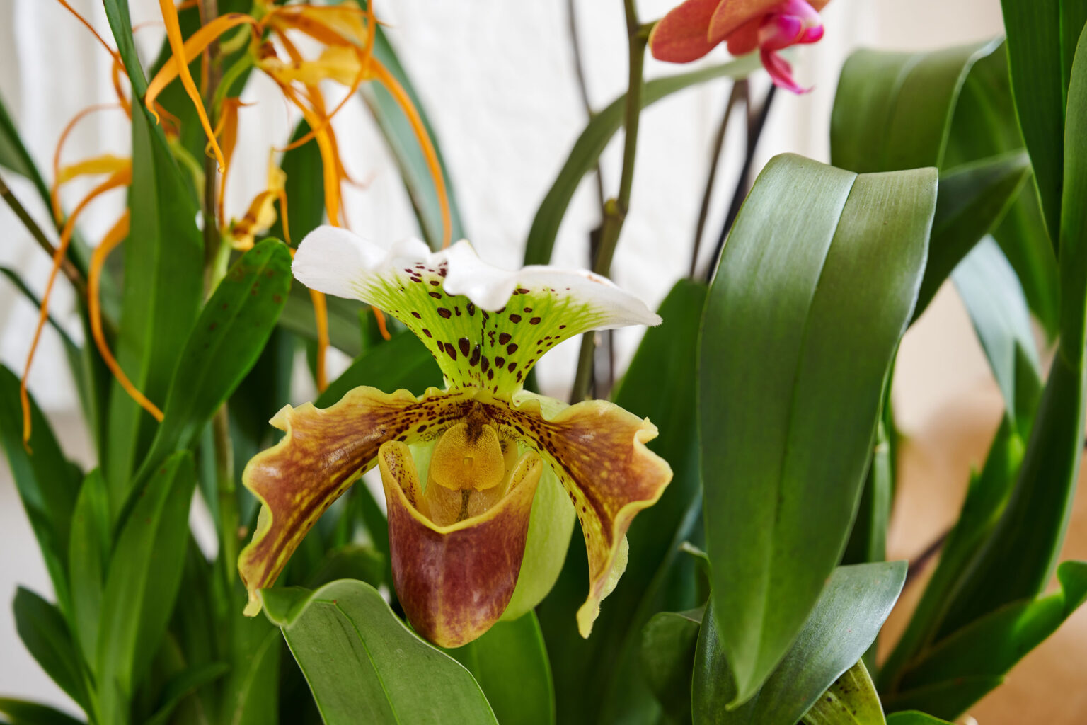 Orchids: colors of the summer