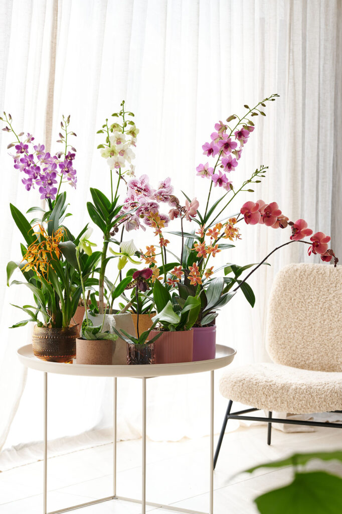 Bring the outdoors in with orchids in autumn colours
