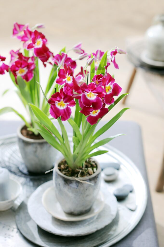 Bring the outdoors in with orchids in autumn colours