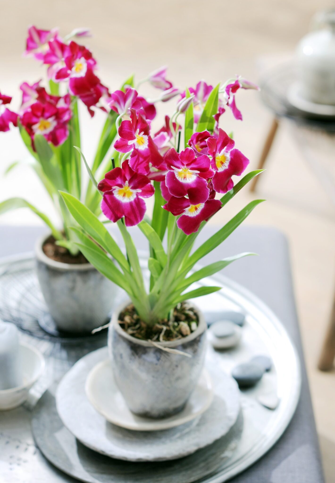 Orchidee van de maand: de Miltonia | Orchids Info