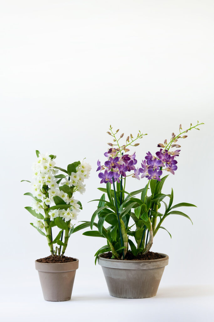 Dendrobium: the orchid that flowers like a mini tree
