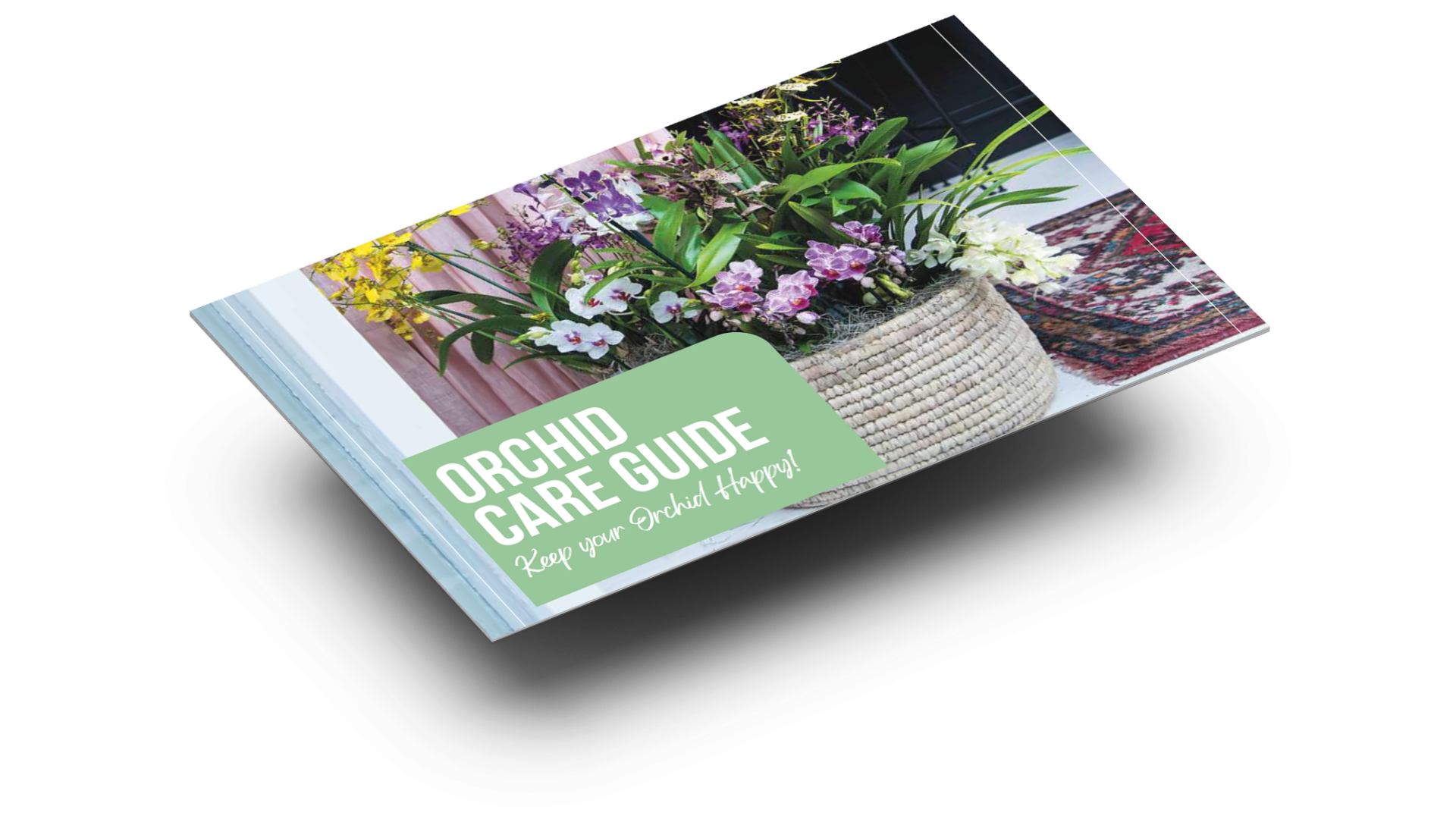 Care | Orchids Info