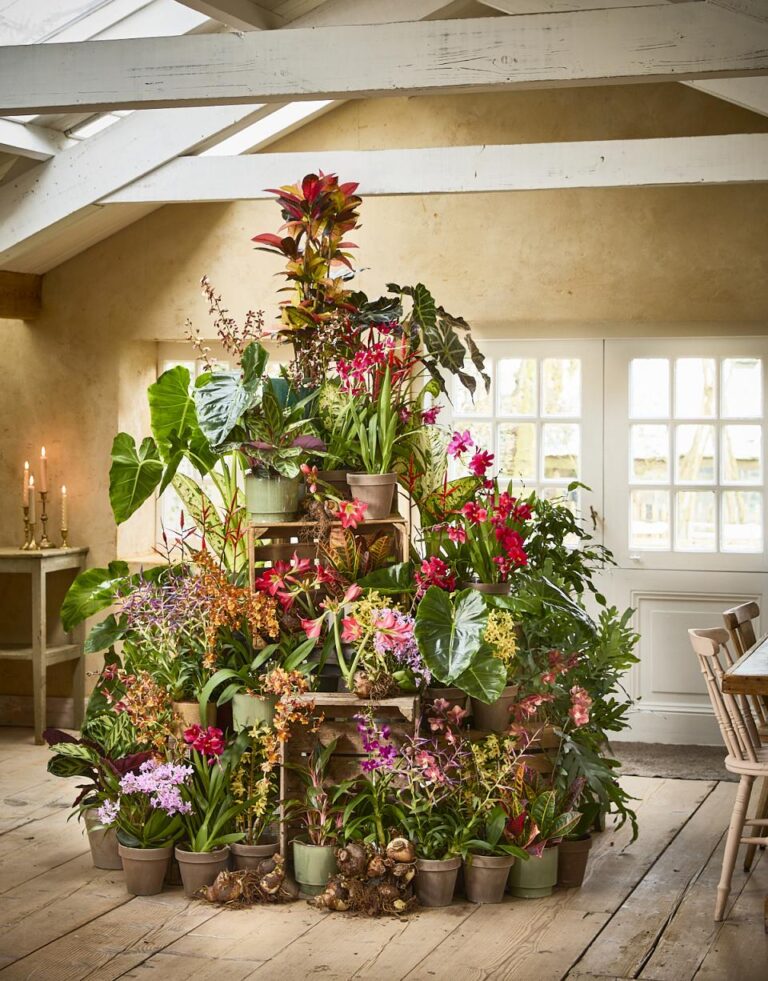 A Christmas tree of orchids