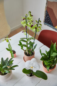 Where should I place an orchid in my house? The 4 best spots