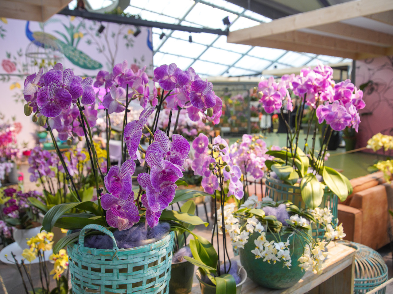 Visit the orchid show during Keukenhof 2023 in The Netherlands