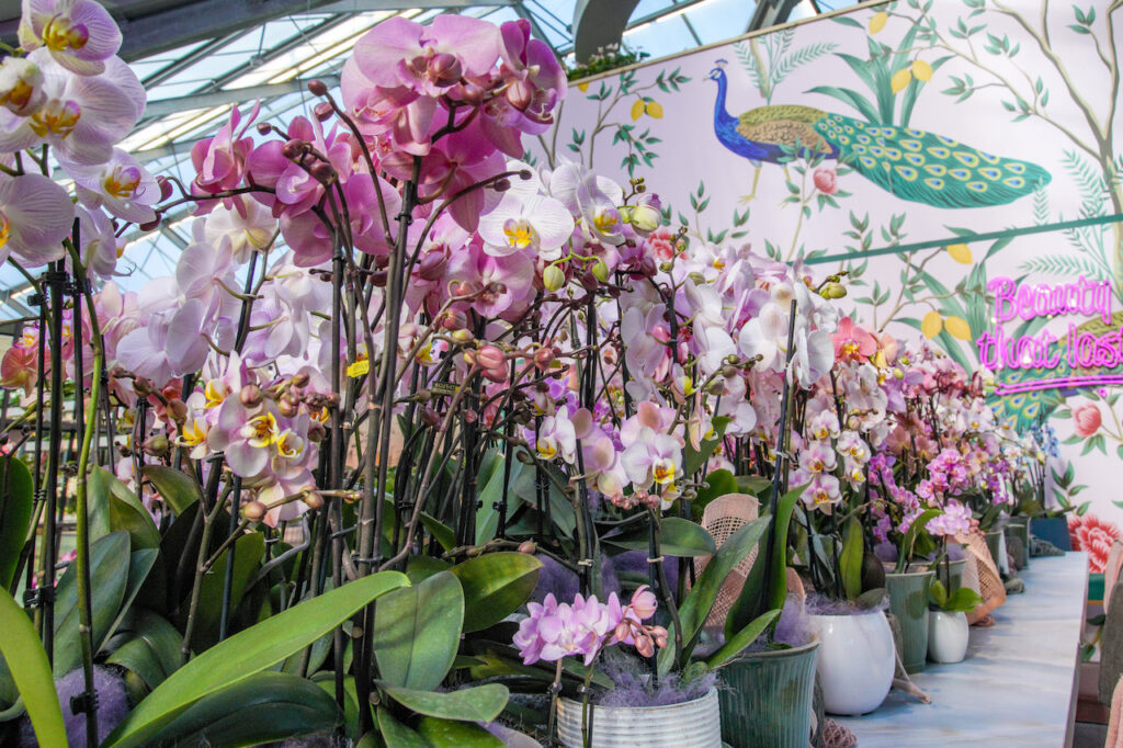 Visit the orchid show during Keukenhof 2023 in The Netherlands