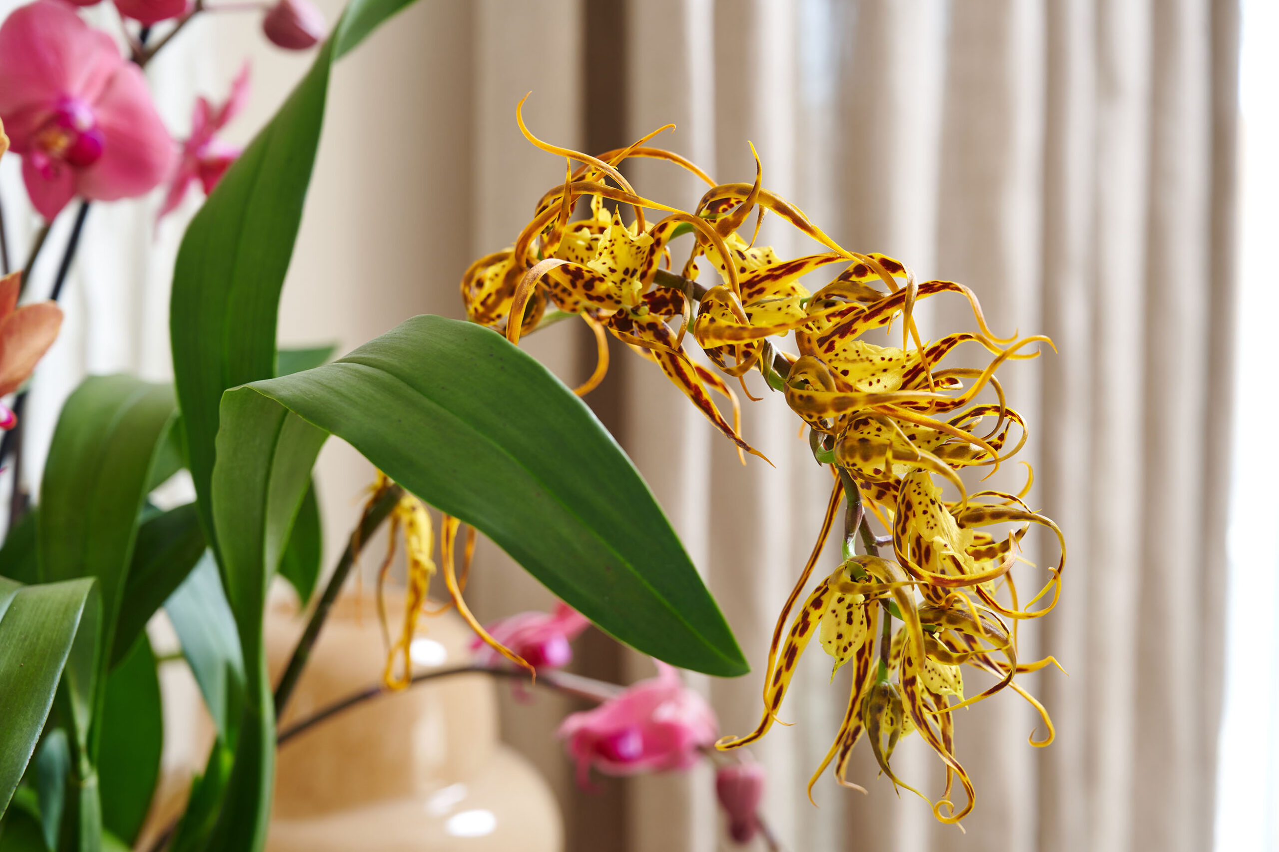 Brassia: unique orchid with extra-terrestrial beauty