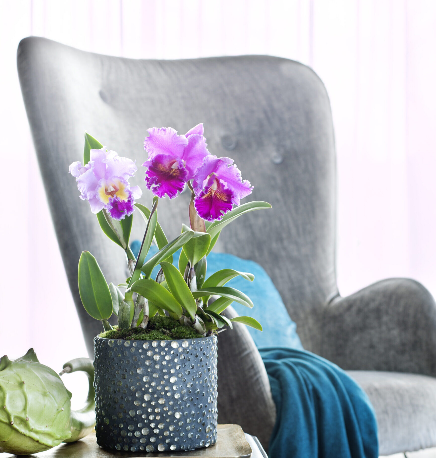 Cattleya: Photogenic beauty with a classic look