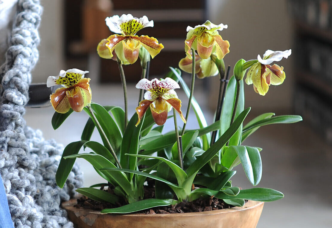 Paphiopedilum: elegant fairytale orchid