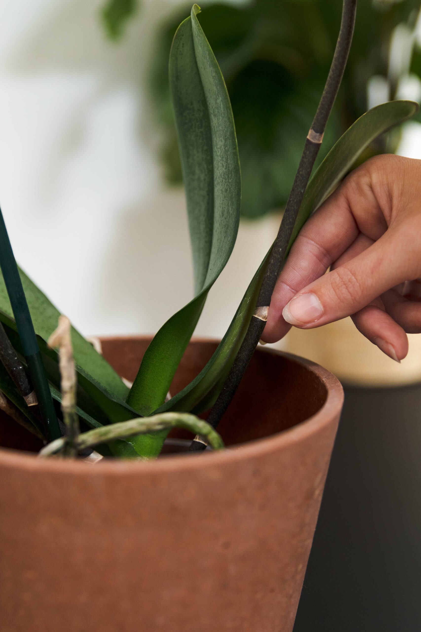 Orchid summer care tips: how to keep your orchids fit and vital