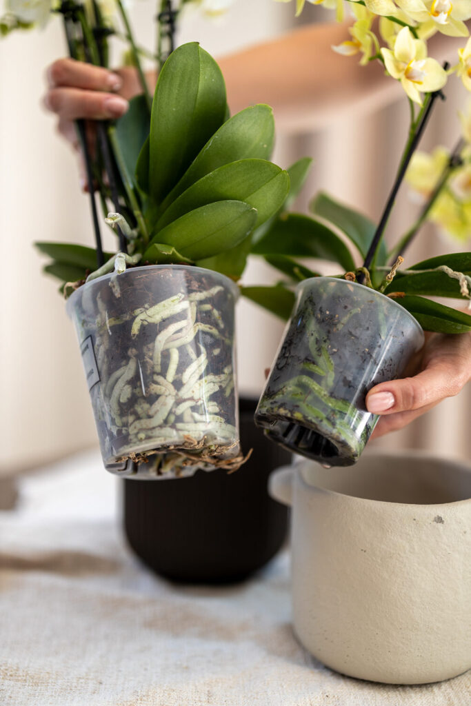 How can you tell if your orchid needs water?