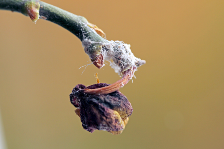 Wat te doen bij een orchidee met wolluis?