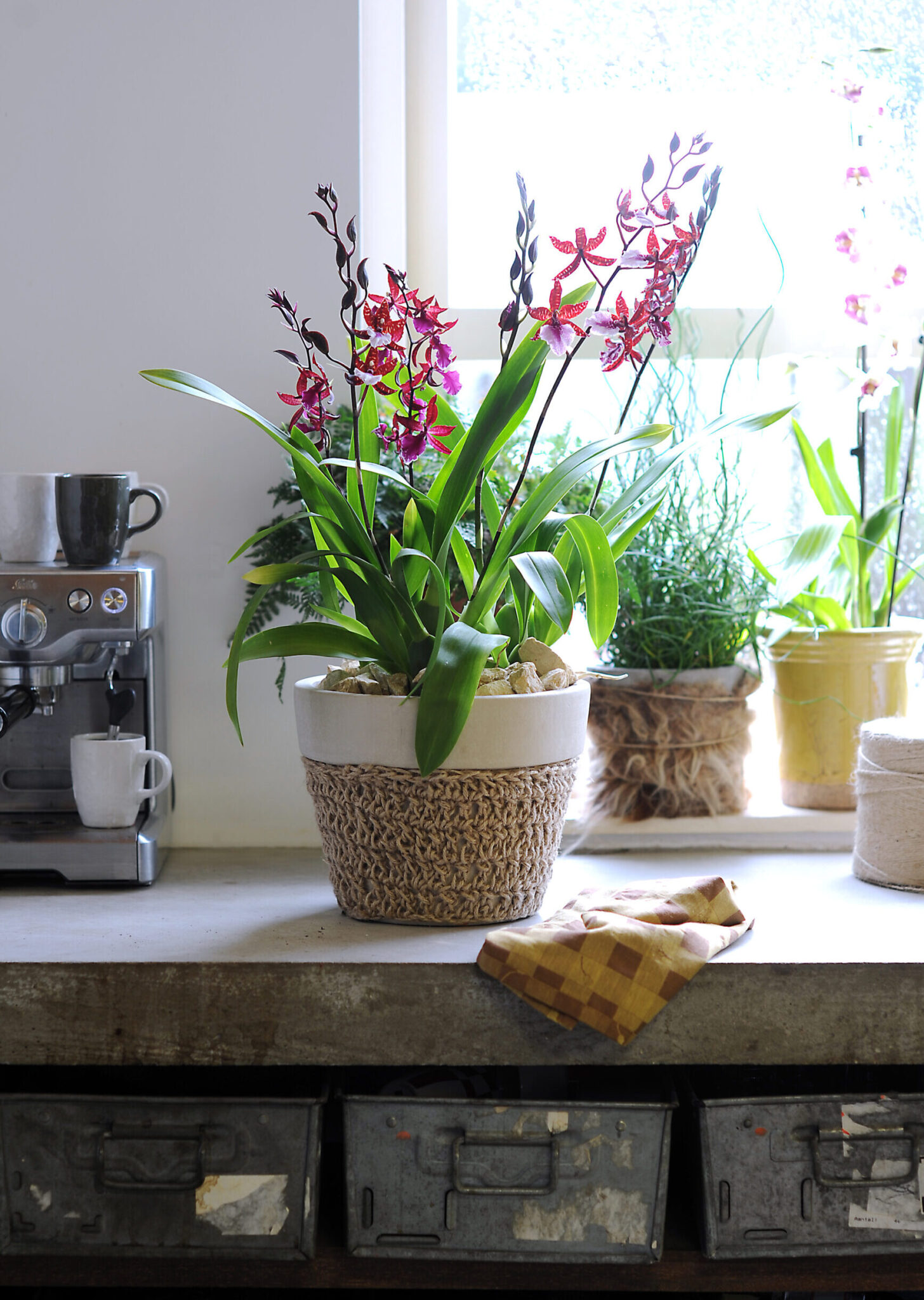 Decorate your coffee corner with matching orchids