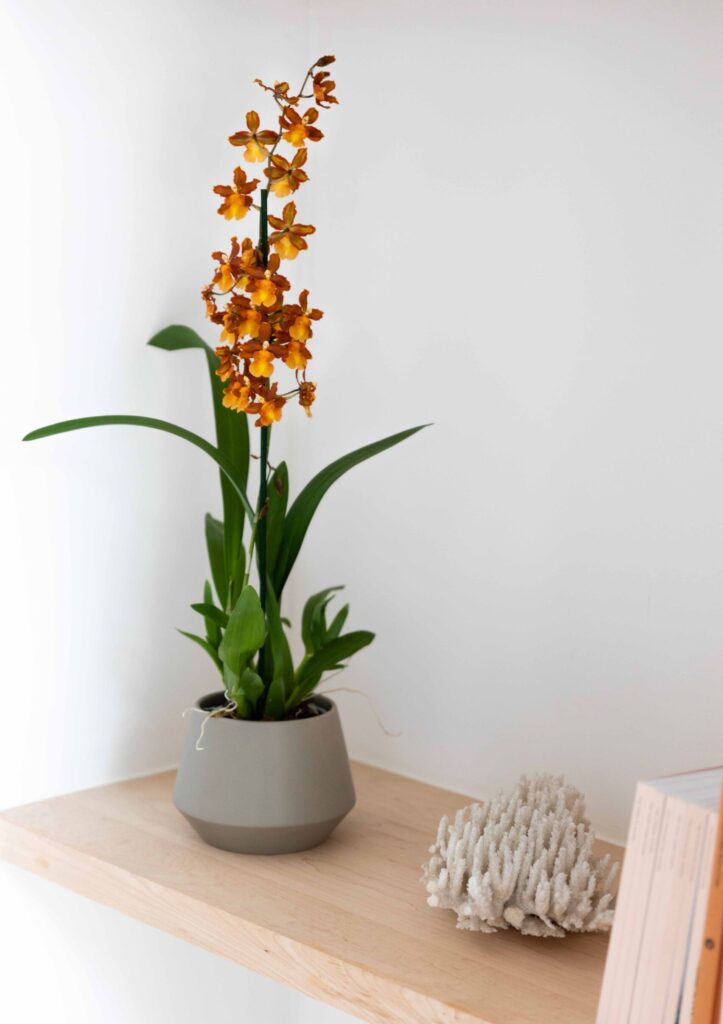 Decorate your coffee corner with matching orchids