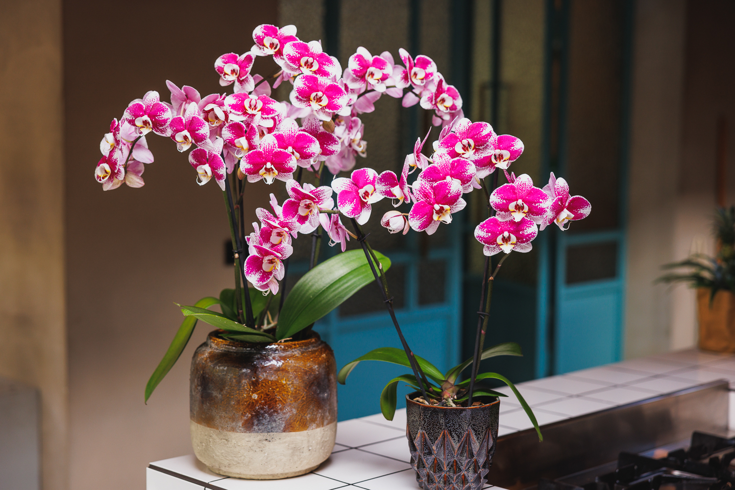 How to incorporate orchids according to the latest interior trends