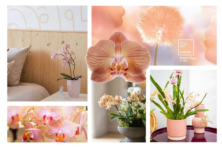 This is Peach Fuzz: Pantone's Colour of the Year for 2024