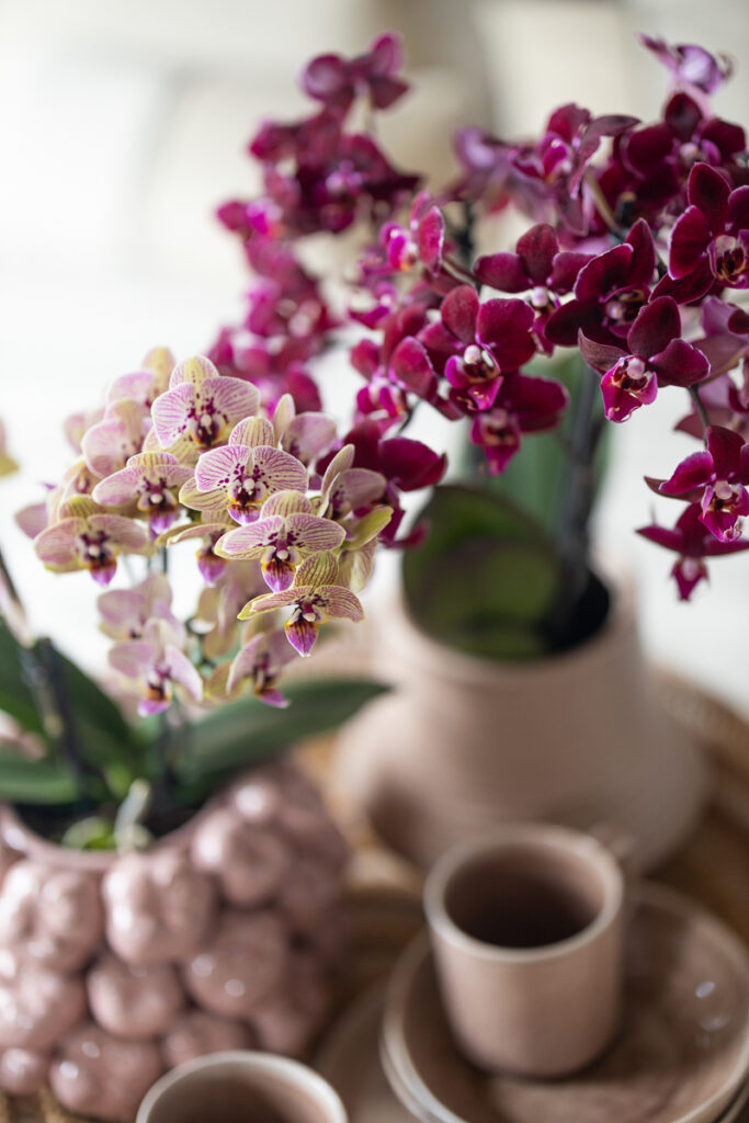 Win an orchid arrangement mother to celebrate Mother's Day